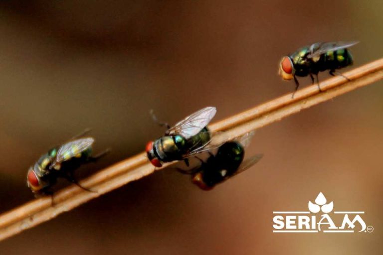 Control de Moscas - Desinfección,Sanitización, Control de Plagas